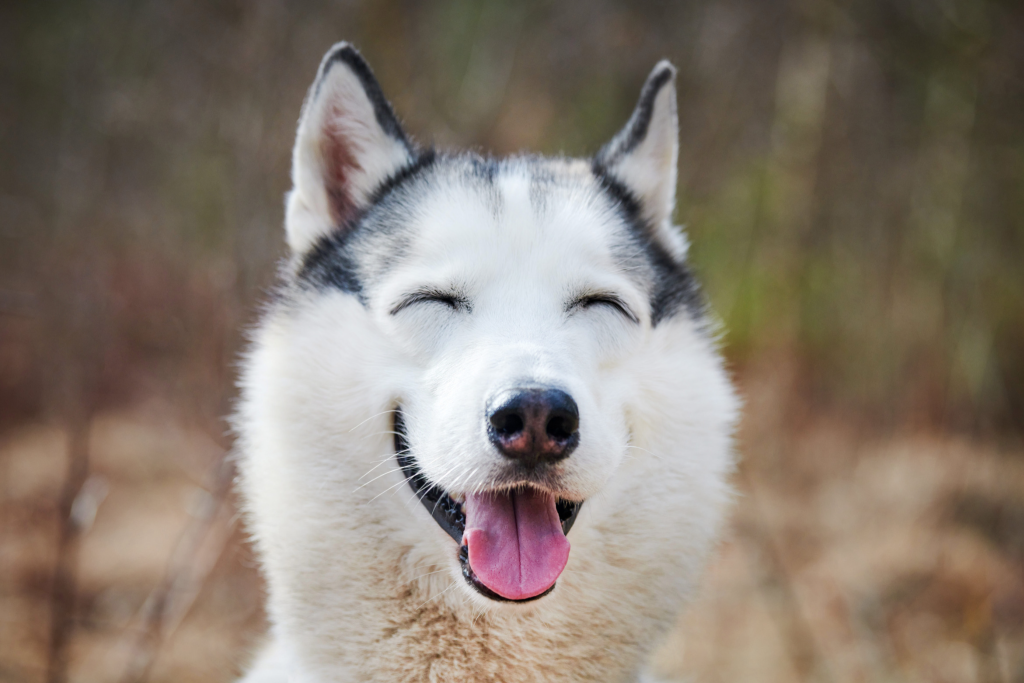 Siberian Husky - Breed Overview and Intriguing History - 100 Dog Breeds
