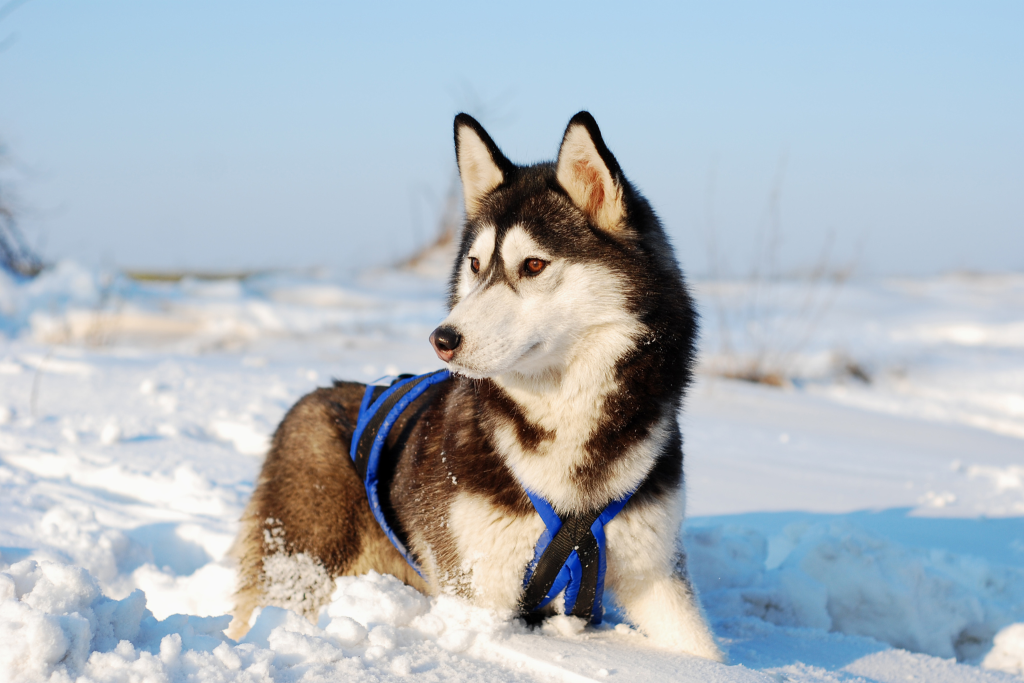 Siberian Husky - Breed Overview and Intriguing History - 100 Dog Breeds