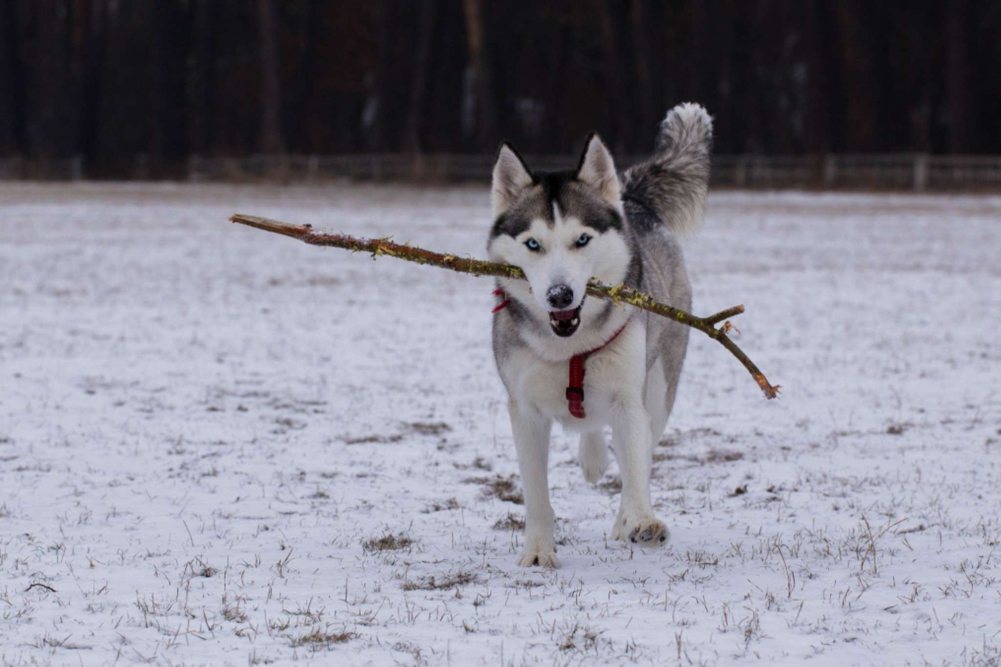 Siberian Husky - Breed Overview and Intriguing History - 100 Dog Breeds