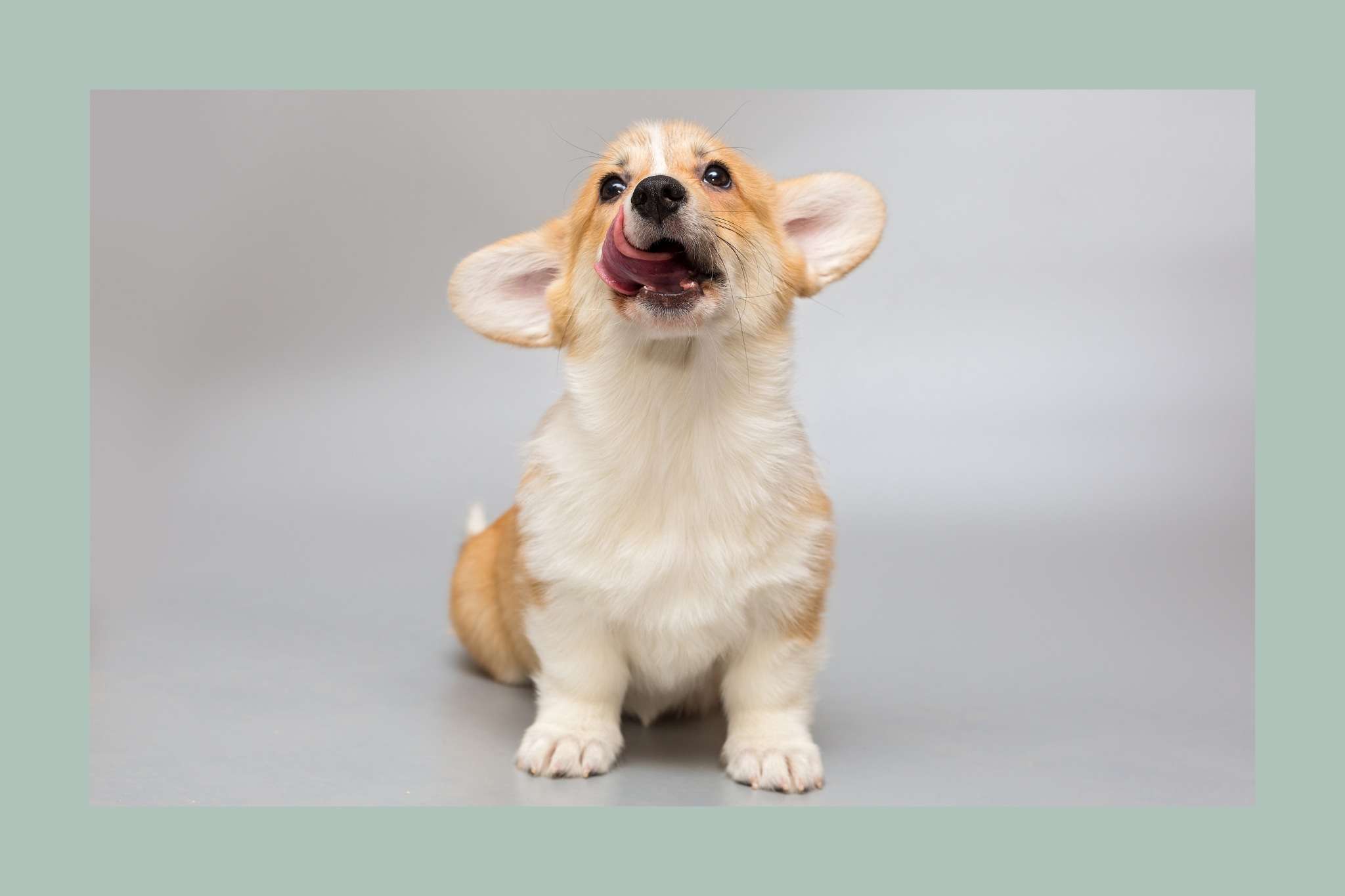 Understanding Your Dog's Body Language - 100 Dog Breeds