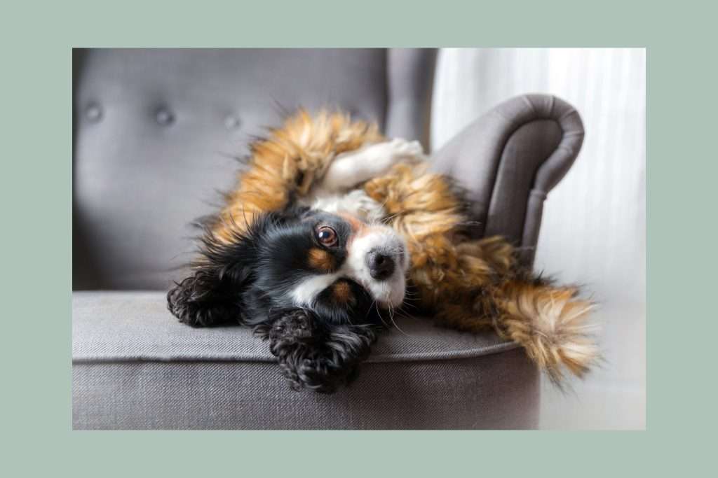 Understanding Your Dog's Body Language - 100 Dog Breeds