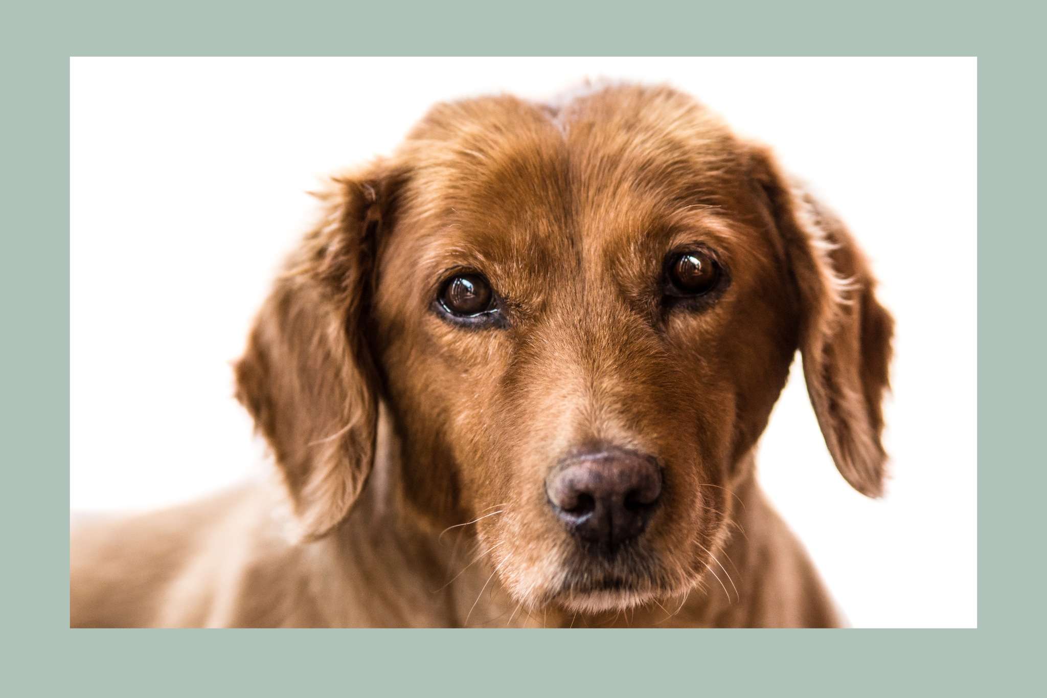 Understanding Your Dog's Body Language - 100 Dog Breeds