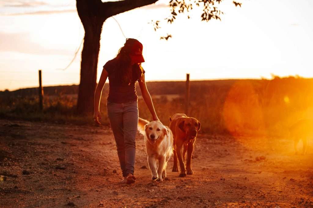 Best Family Dogs: 10+ Breeds to Choose From!