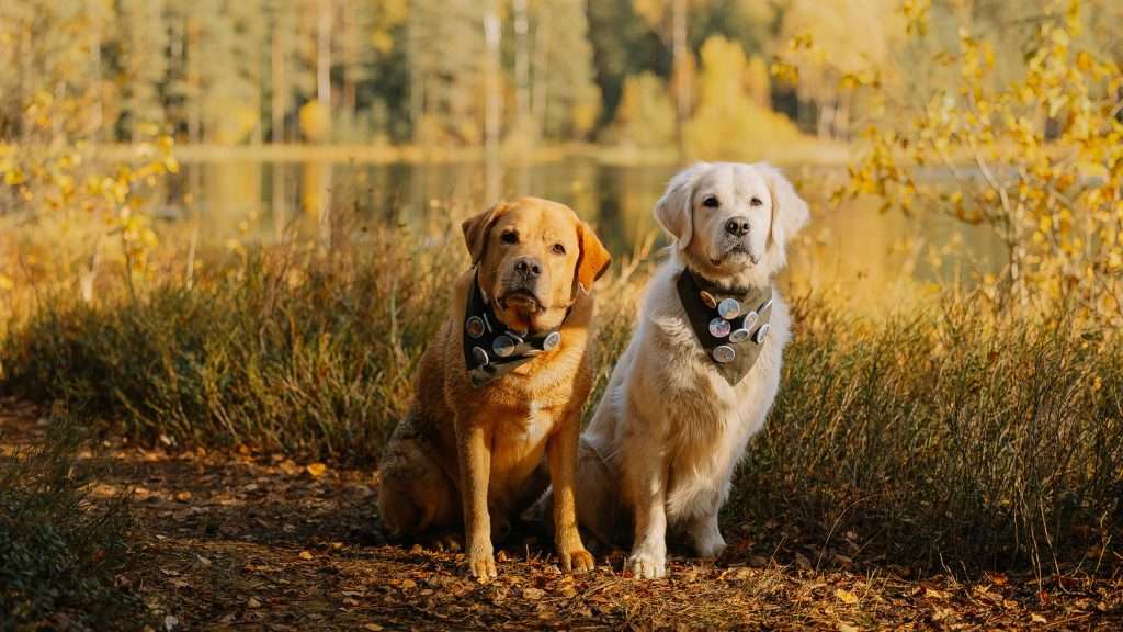 7 Exercise Tips for an Overweight Dog
