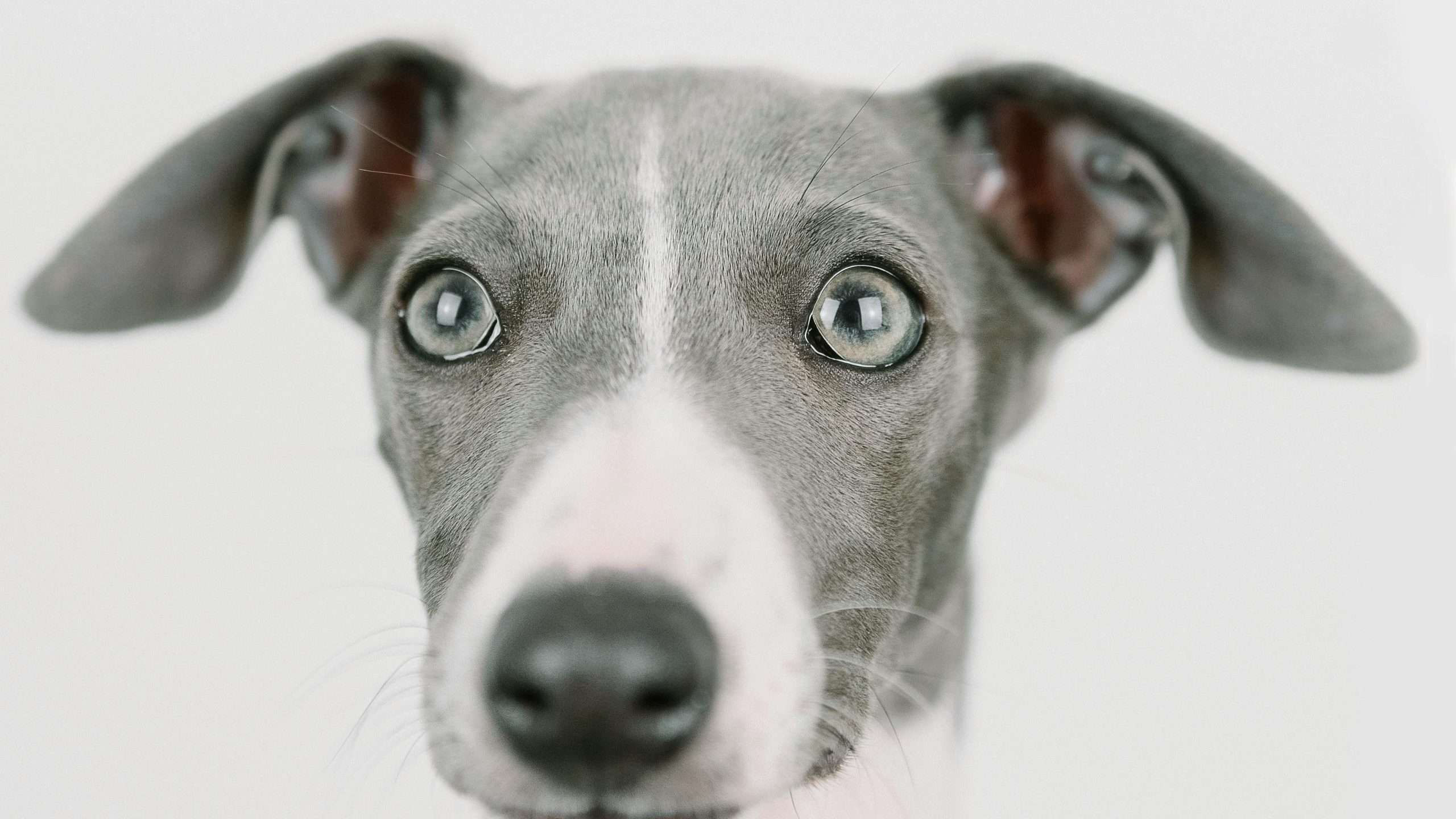Cloudy Eyes in Dogs: What to Know