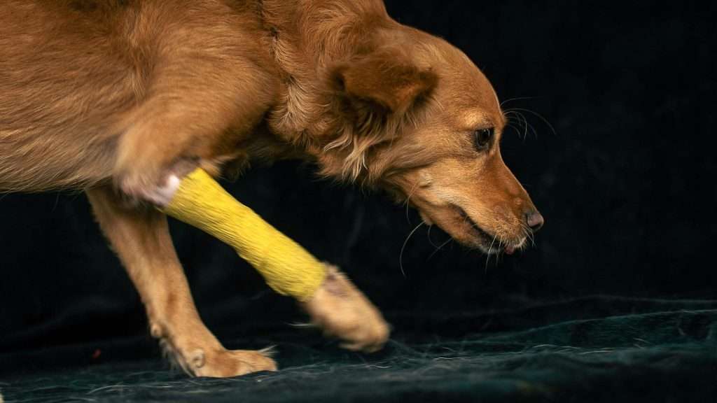 Open Wounds in Dogs - Symptoms, Causes, Diagnosis