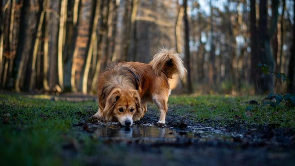 10 Important Dog Detox Tips for Better Health