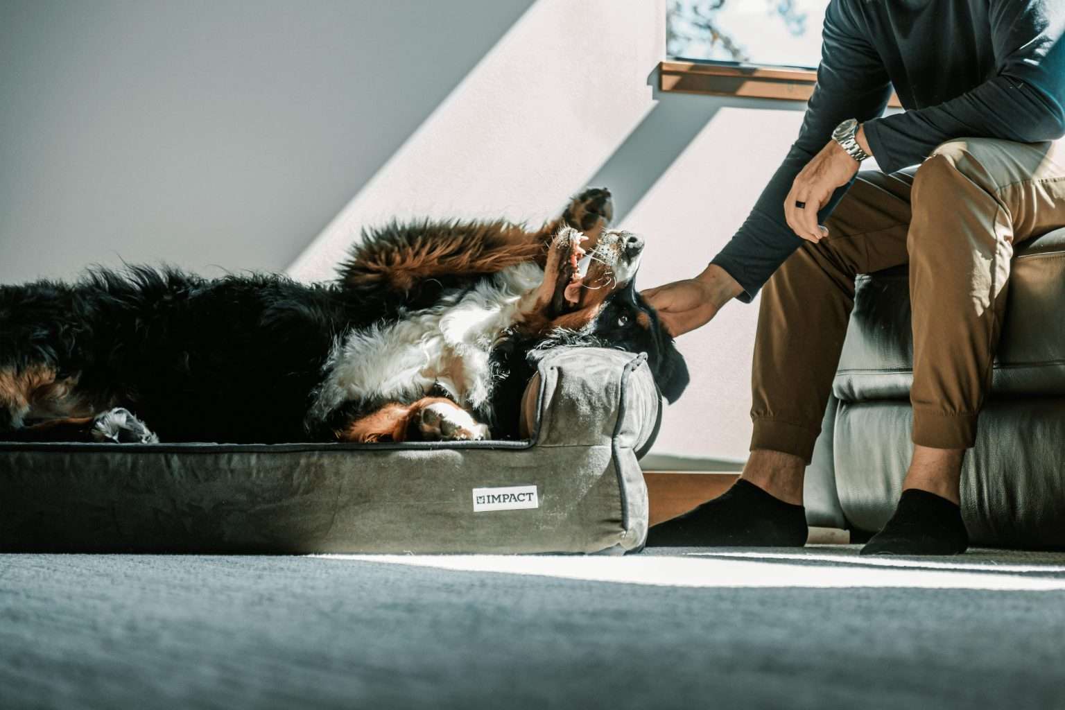 How to Raise a Friendly Dog - 2025