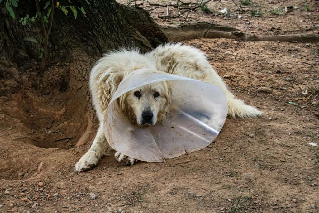 10 Tips for Adopting a Disabled Dog