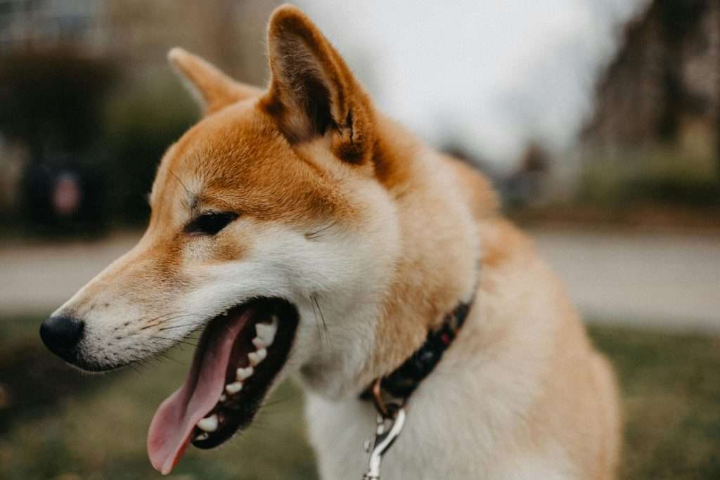 Understanding Deafness in Dogs: Causes, Signs, and Care